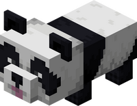 Panda - Minecraft Wiki Polska